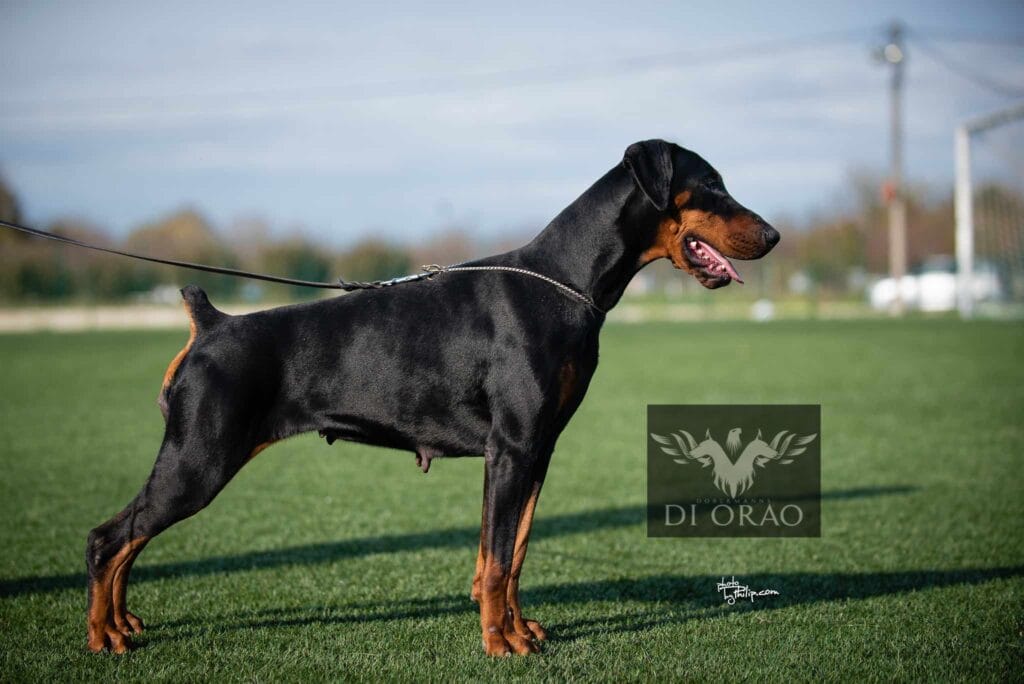 Joy is the key. - Orao doberman - odgajivačnica pasa dobermana