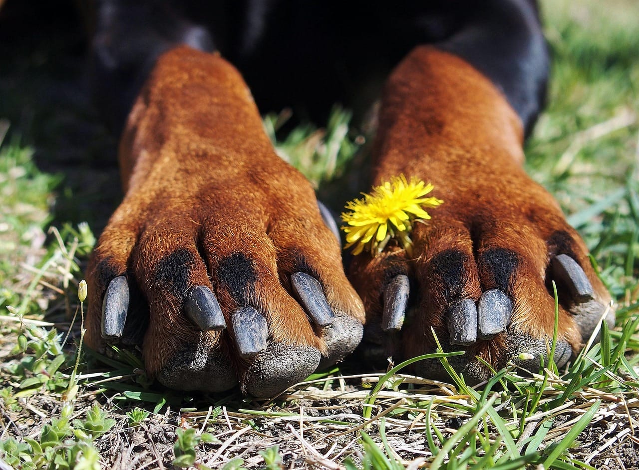 Your Doberman’s paws – complete care and protection | Orao Doberman