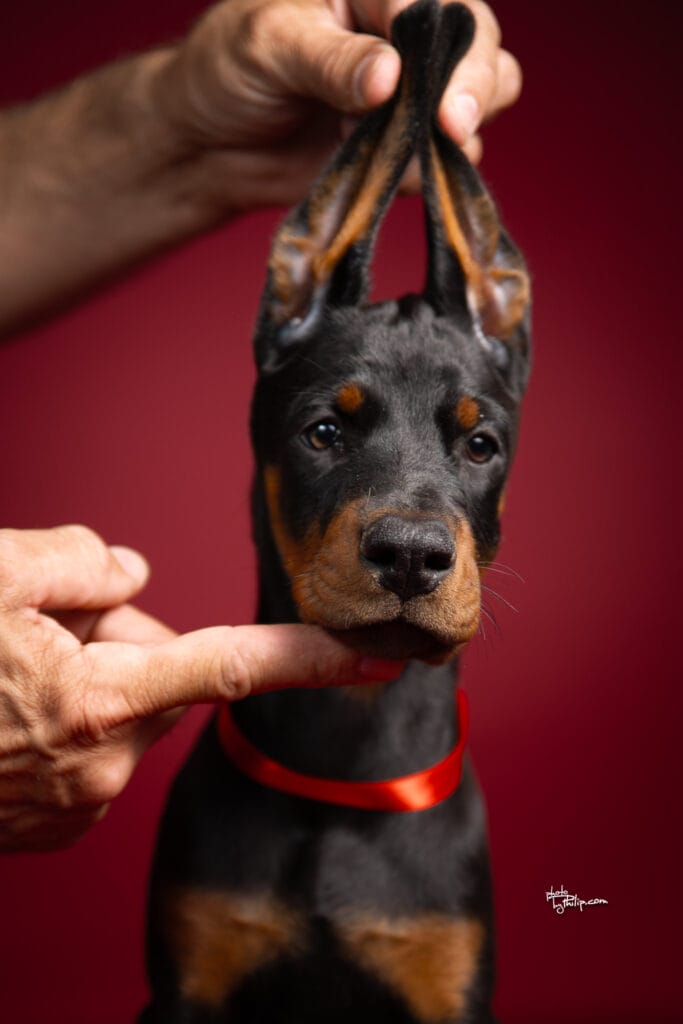Ruby di Orao | Orao Doberman